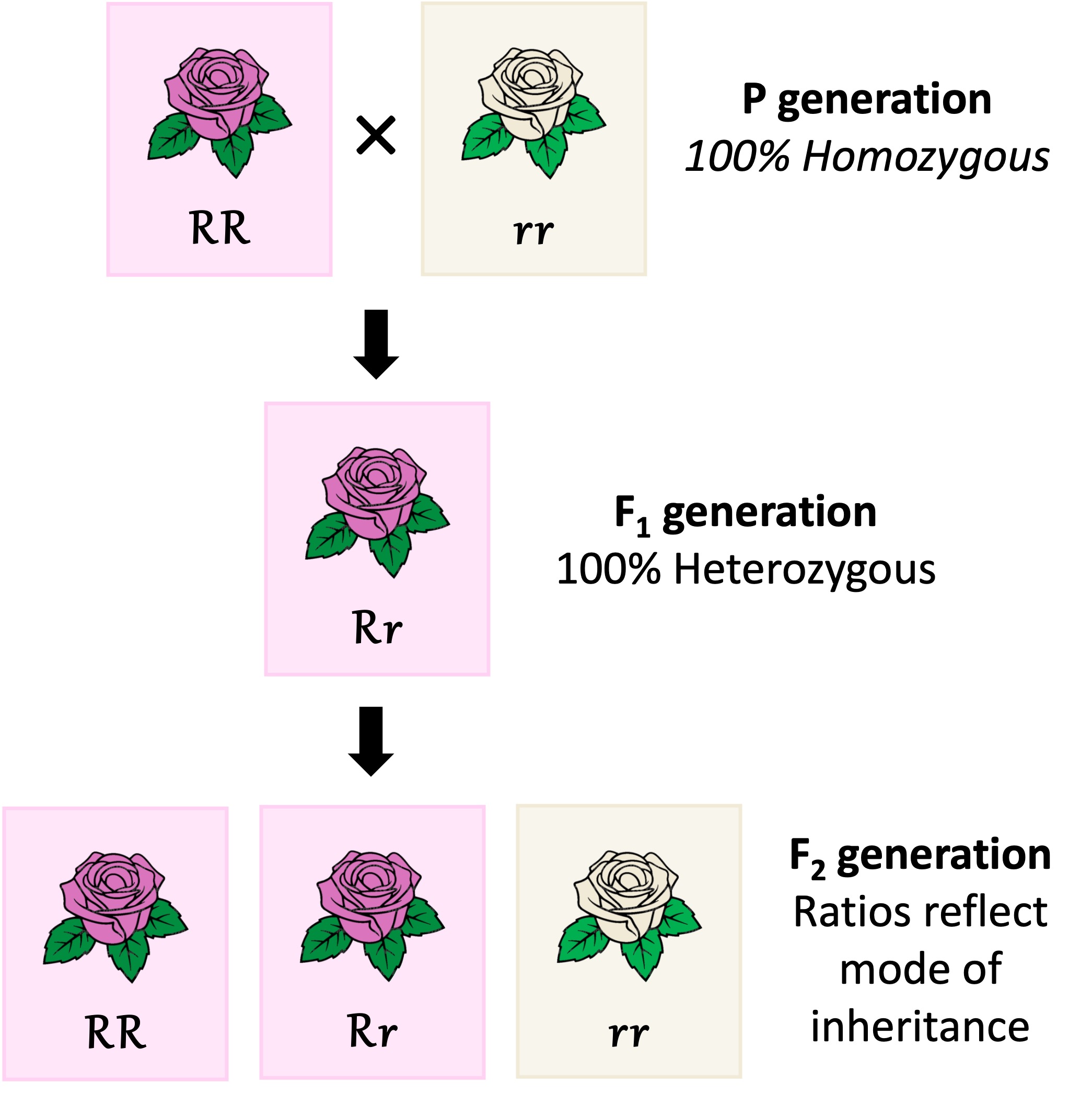 Genetic Crosses